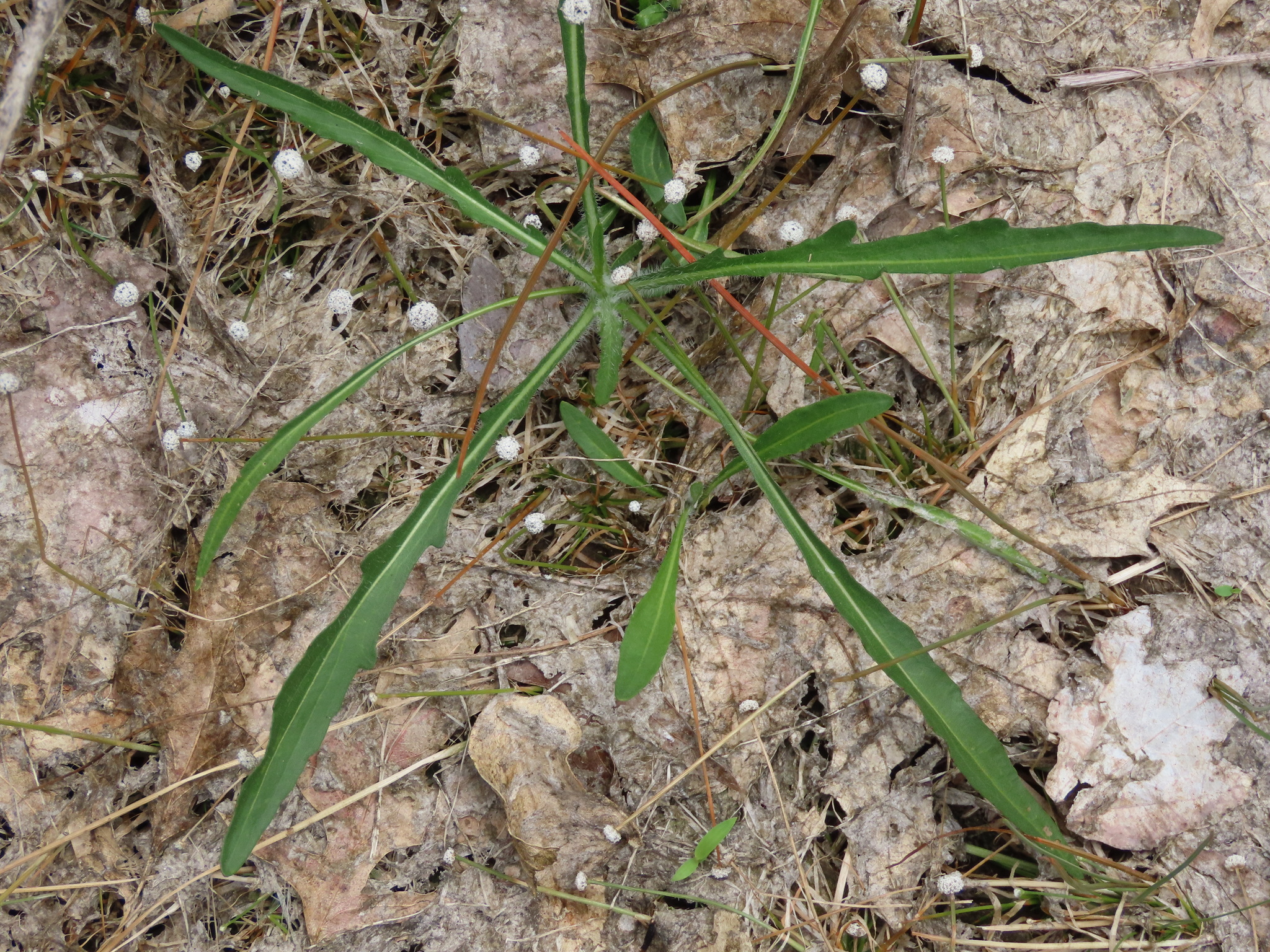 Helenium virginicum S.F.Blake