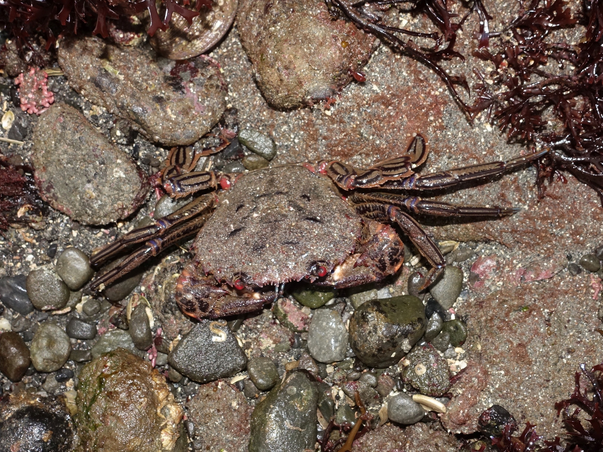 Necora puber (Linnaeus, 1767)