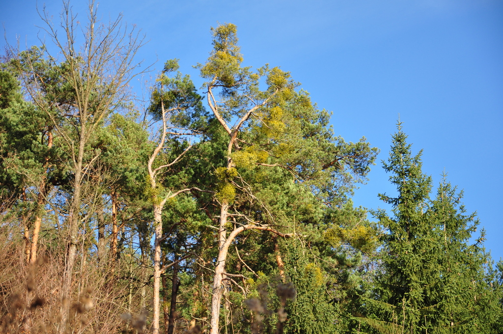 Pine Mistletoe from Krems-Land District, Austria on December 20, 2014 ...