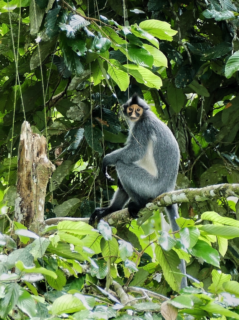 Saban Grizzled Langur in November 2018 by andraescholz. Bevor known as ...