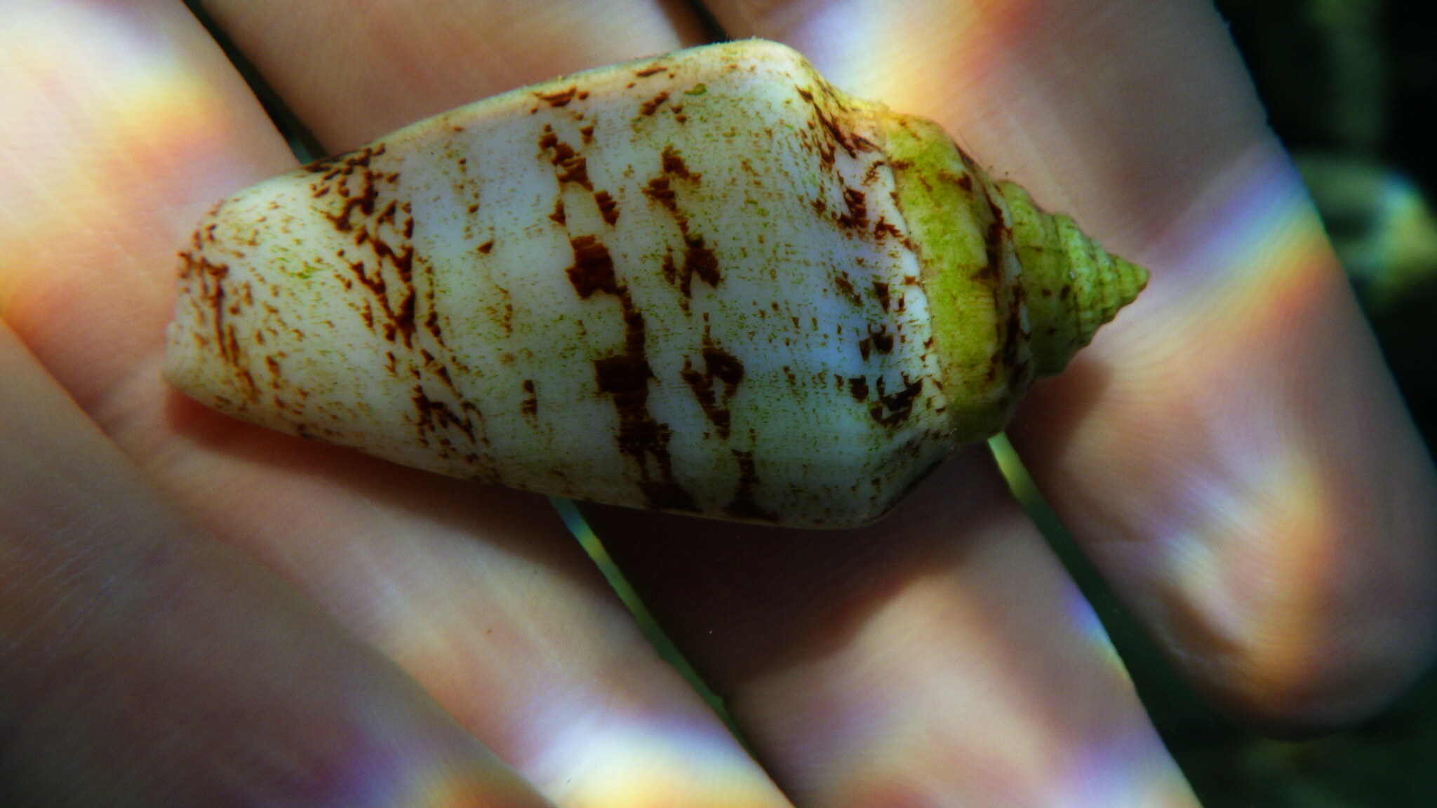 Conomurex persicus (Swainson, 1821)