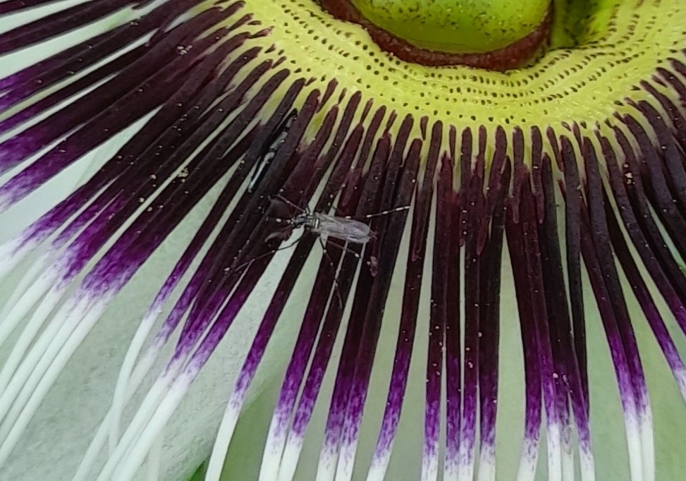 Aedes aegypti (Linnaeus, 1762)