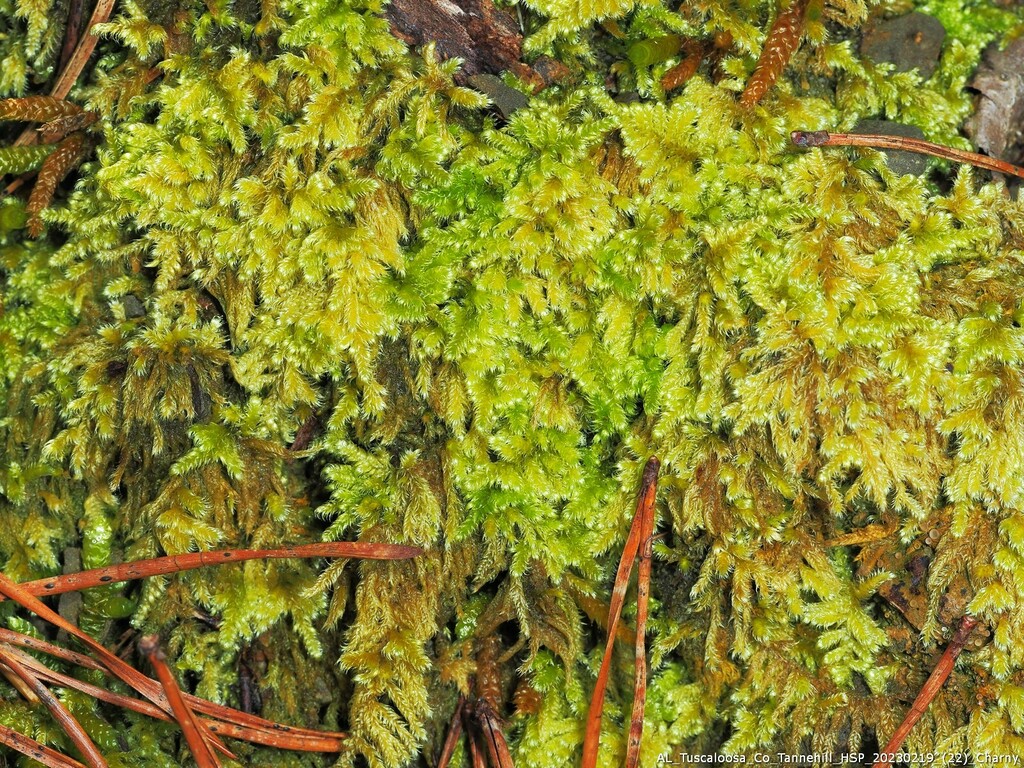 Comb-moss from Tannehill Ironwork HSP, McCalla, AL on February 19, 2023 ...