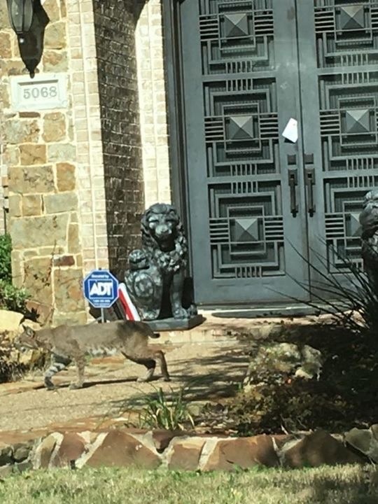 Bobcat from W Maple St, Frisco, TX, US on January 30, 2023 at 03:25 PM ...