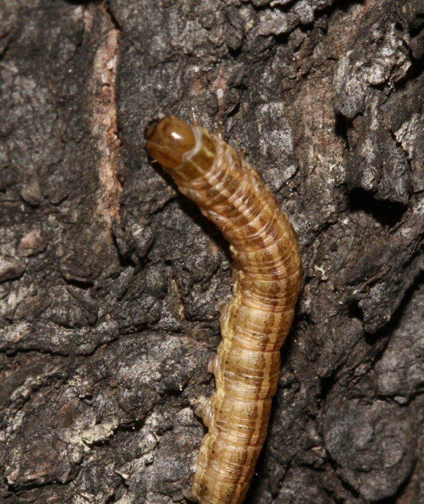 Bronzed Cutworm Moth from Gaspésie--Îles-de-la-Madeleine, QC, Canada on ...