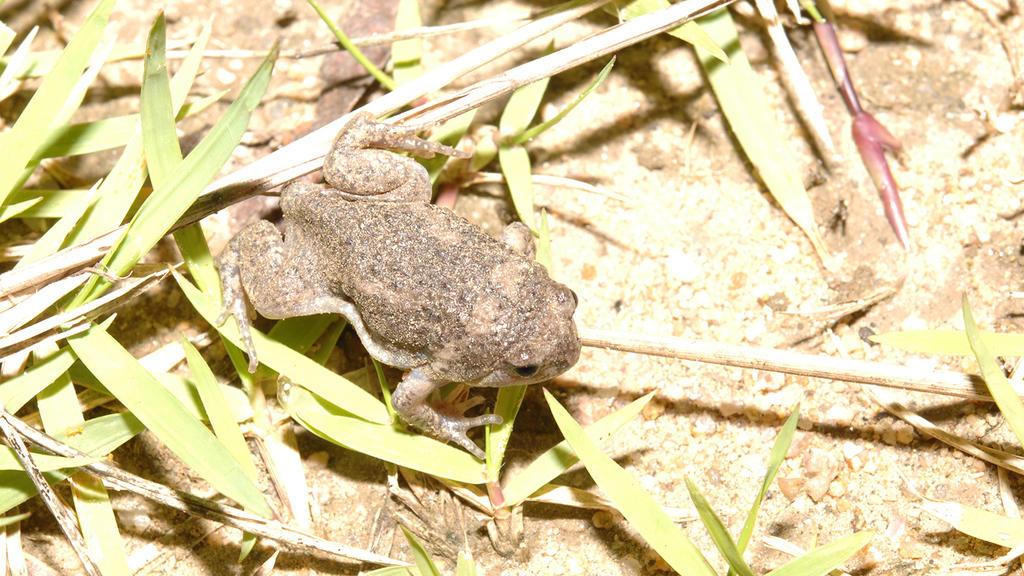 Boreal Digging Frog from Gangseo, KR-PU, KR on September 15, 2012 by ...