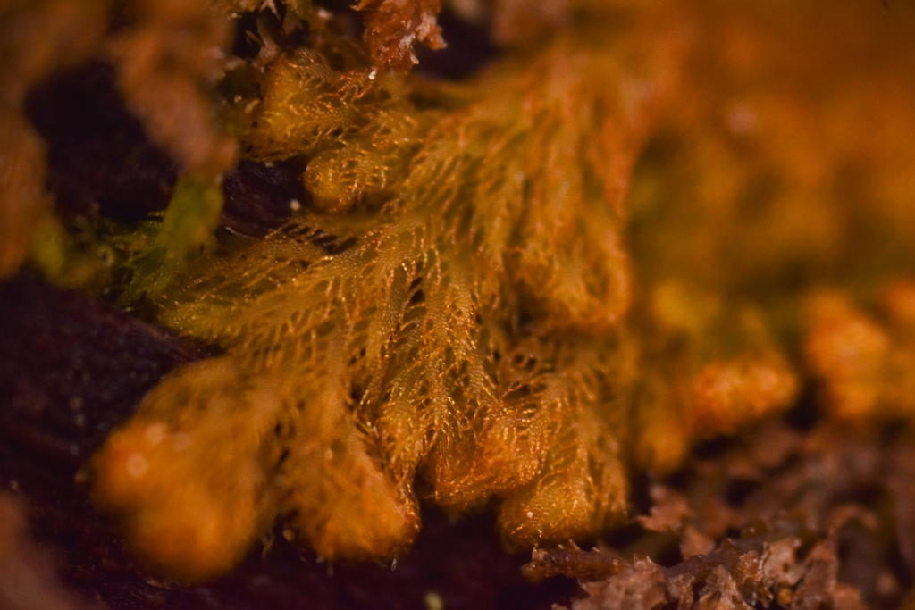 Tree Fringewort (Ptilidium pulcherrimum) - Botanical Realm