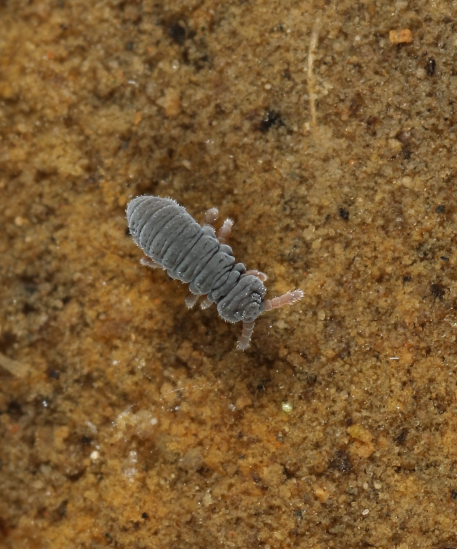 Podura C.Linnaeus, 1758