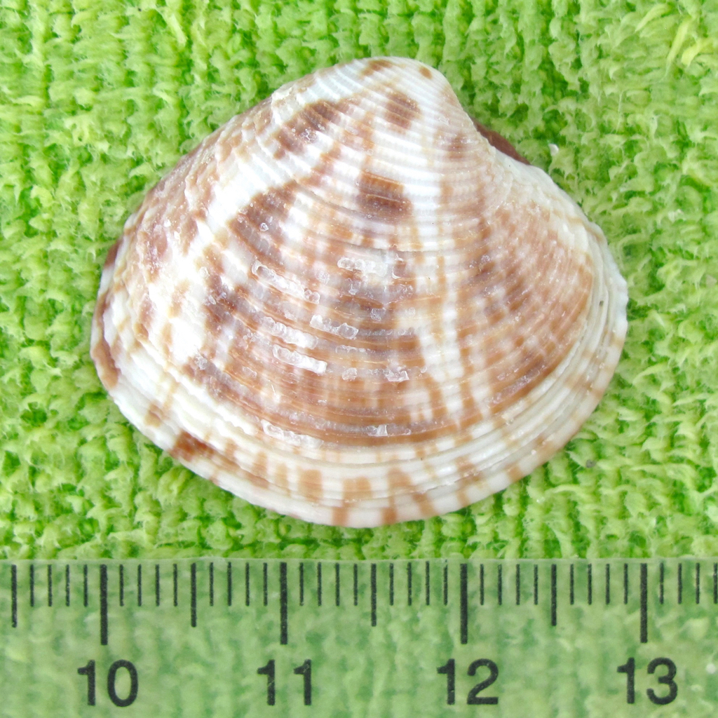 Lady-in-waiting Venus (North carolina marine molluscs) · iNaturalist