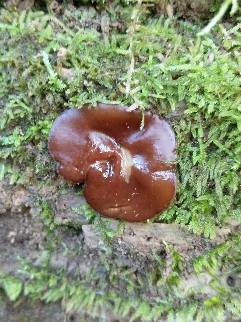 Copper Penny Fungus from Crooksville, Perry Co., Ohio, USA on October ...