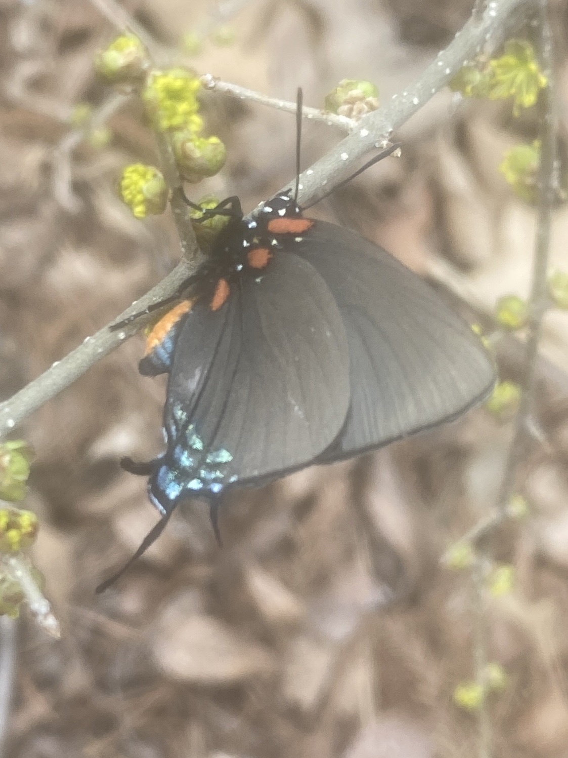 Atlides Hübner, 1819