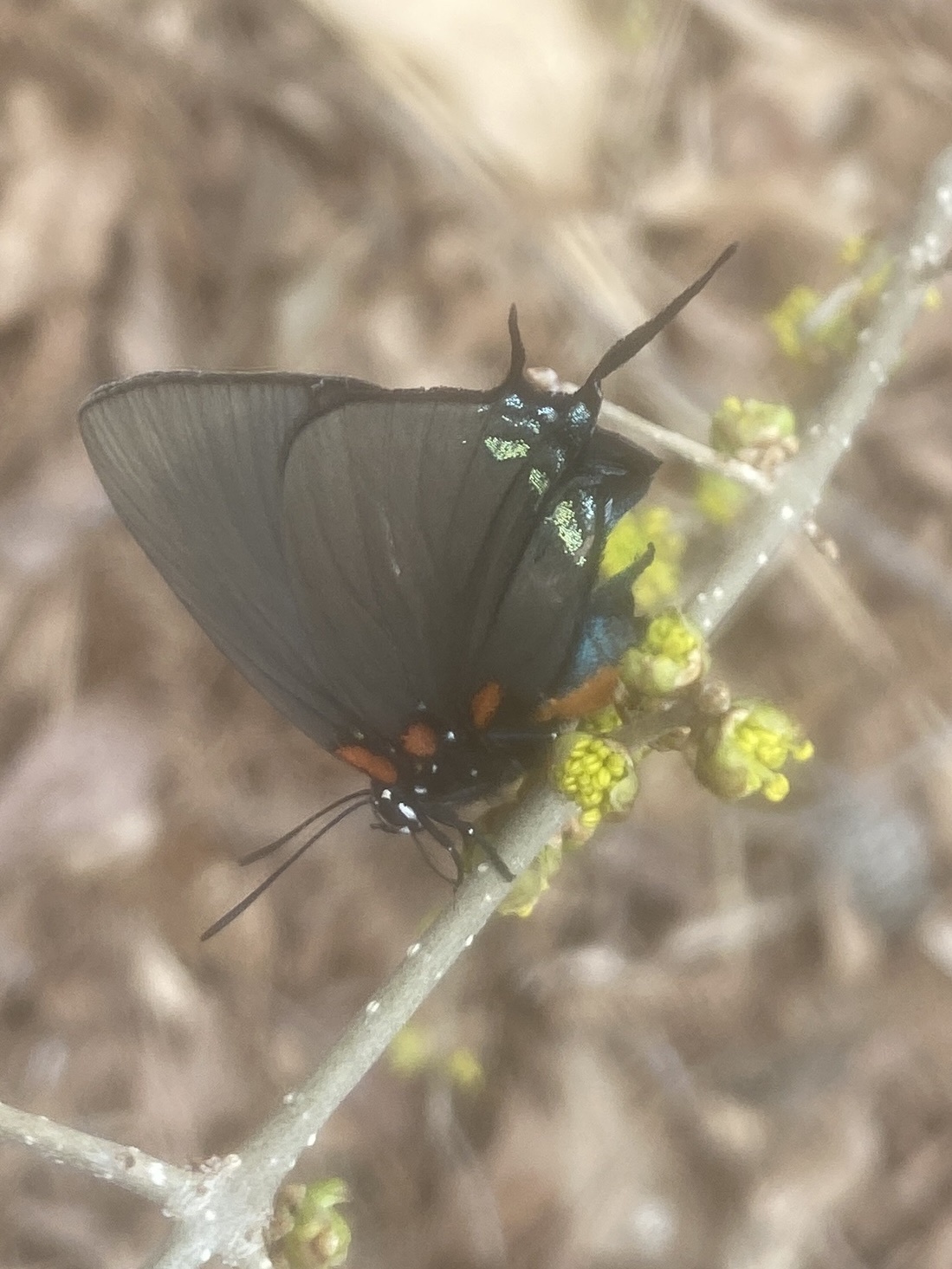 Atlides Hübner, 1819