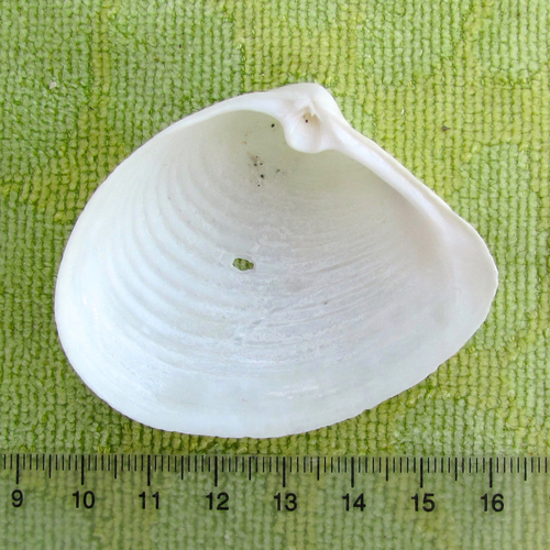 잔물결개량조개속 (Raeta)