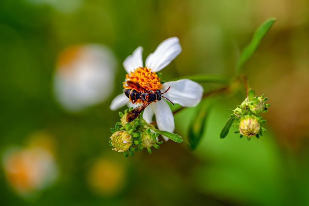 Fervid Nomad Bee from 20620 Maxim Pkwy, Orlando, FL 32833, USA on ...