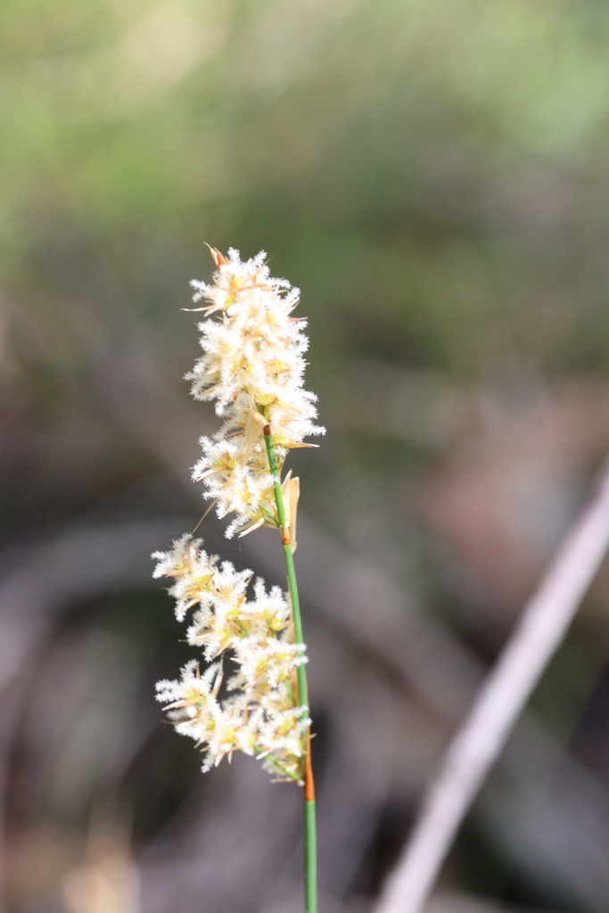 grasses, sedges, cattails, and allies from Blue Mountains Nat'l Park ...