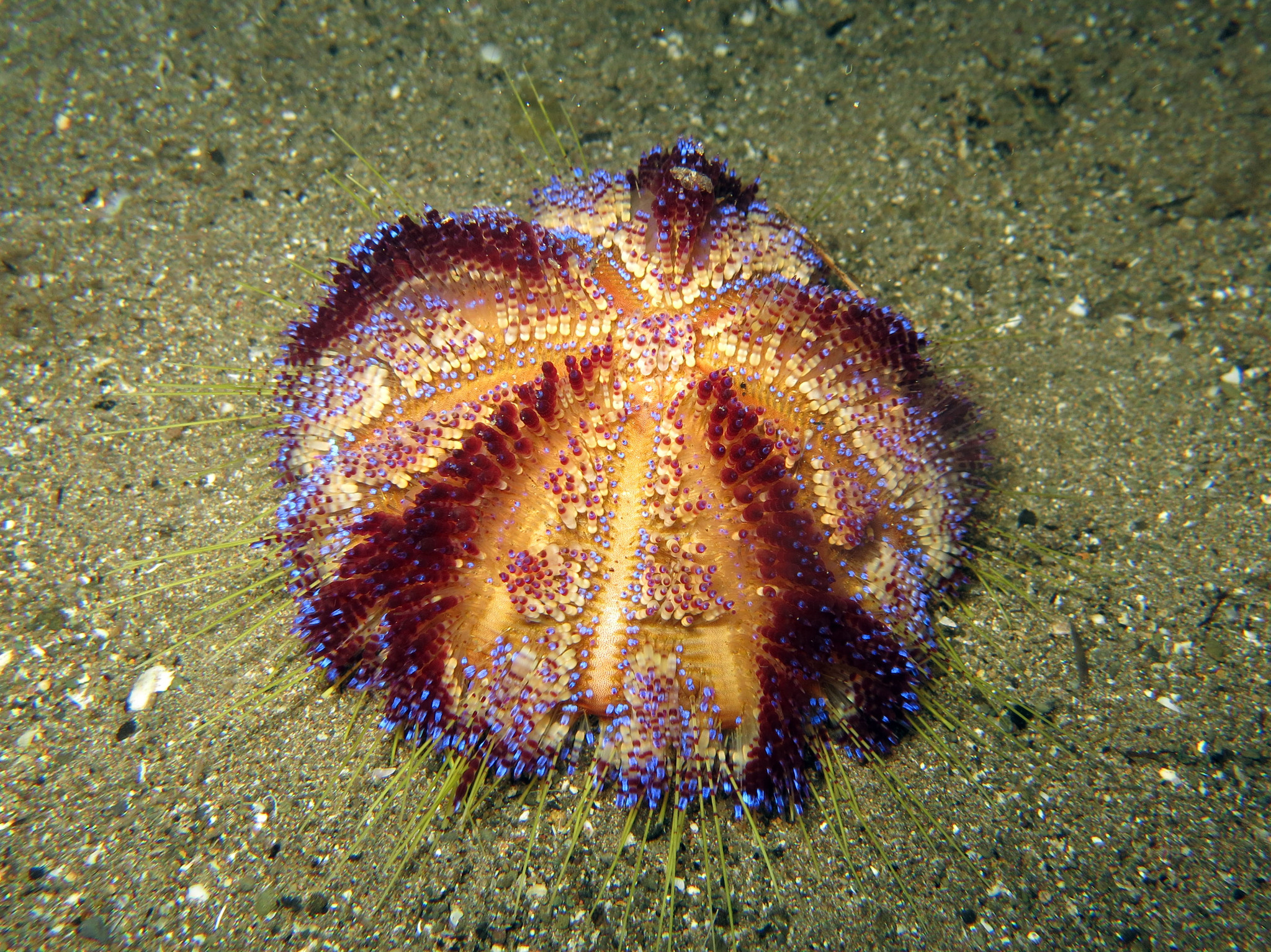 Asthenosoma varium Grube, 1868