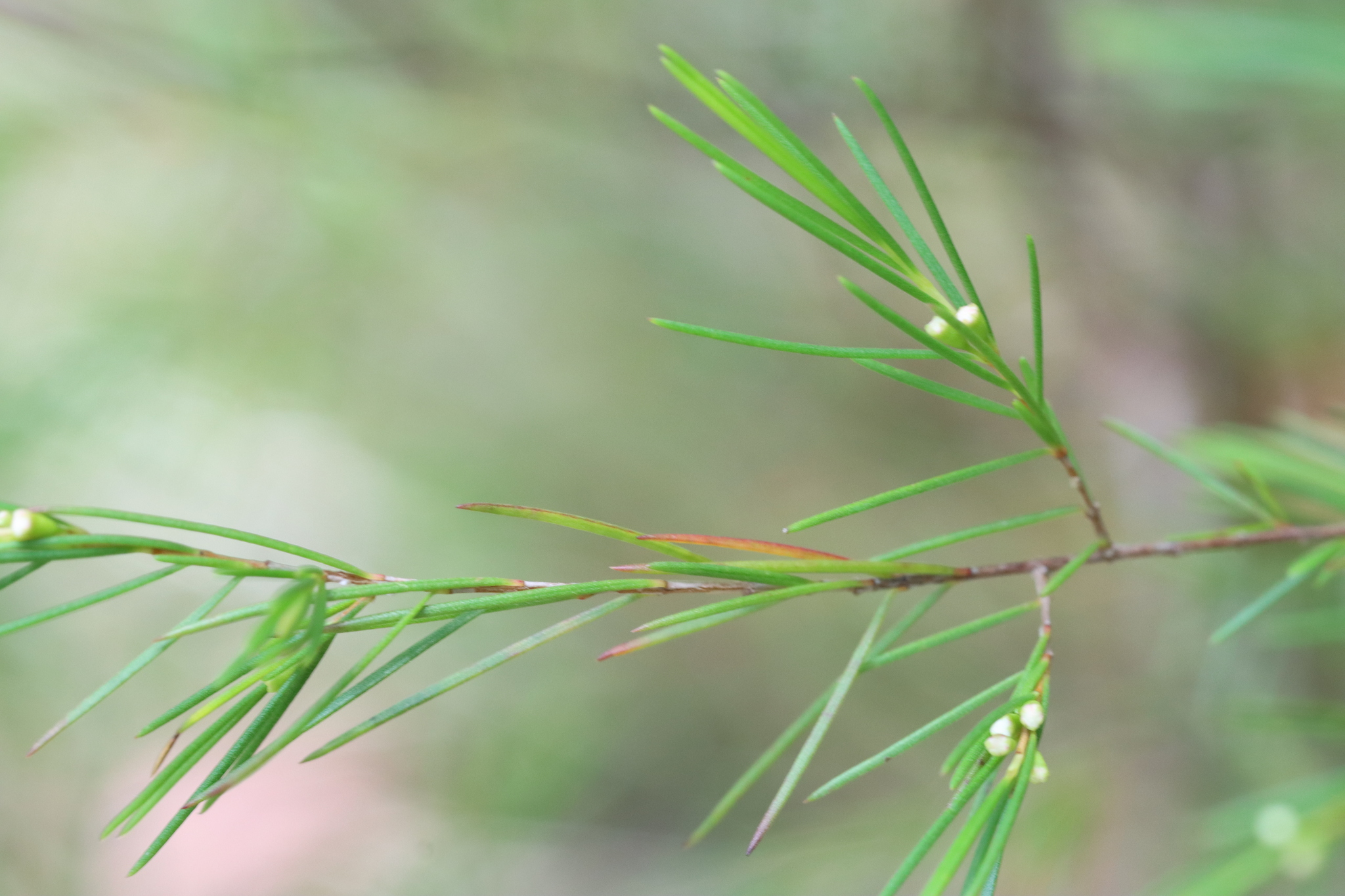 Baeckea linifolia Rudge