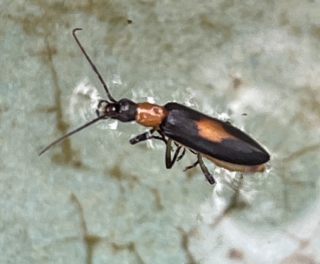 False Blister Beetles from Boundary Tk E, Frankston South, VIC, AU on ...