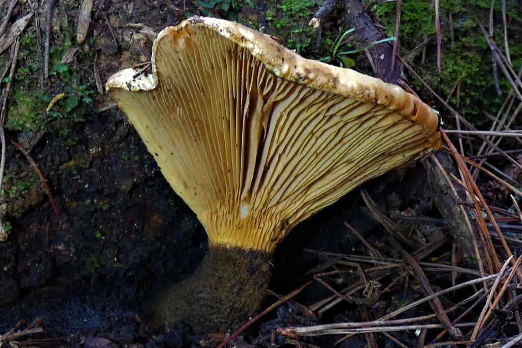 Velvet-footed Pax from Pakotai, New Zealand on February 18, 2023 at 03: ...