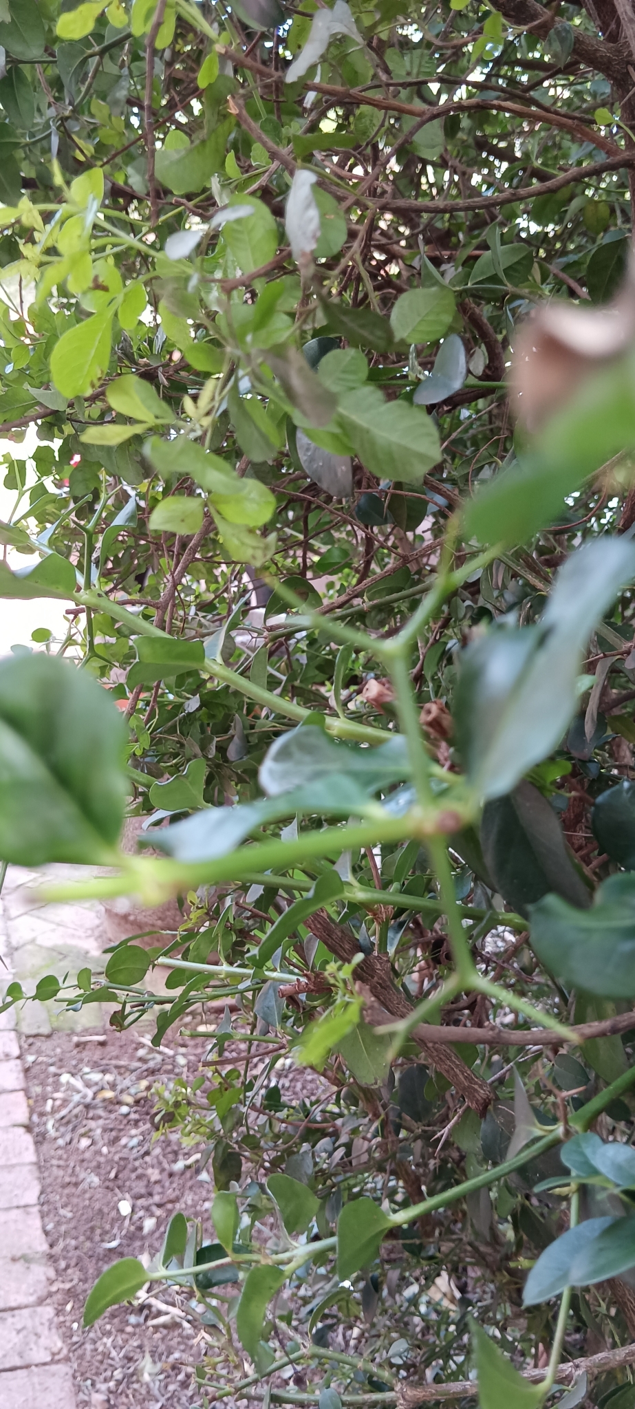 Carissa bispinosa (L.) Desf. ex Brenan