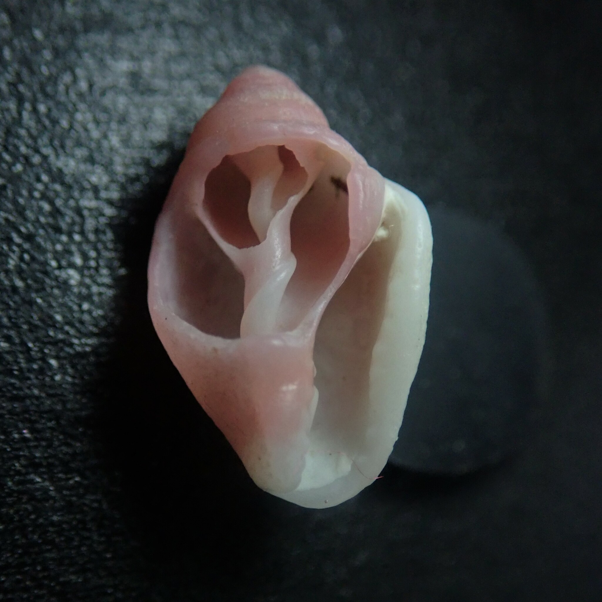 Columbella mercatoria (Linnaeus, 1758)