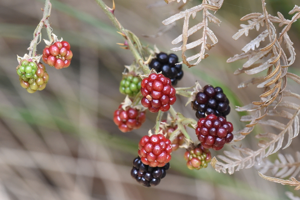 European blackberry complex from Main Ridge VIC 3928, Australia on ...