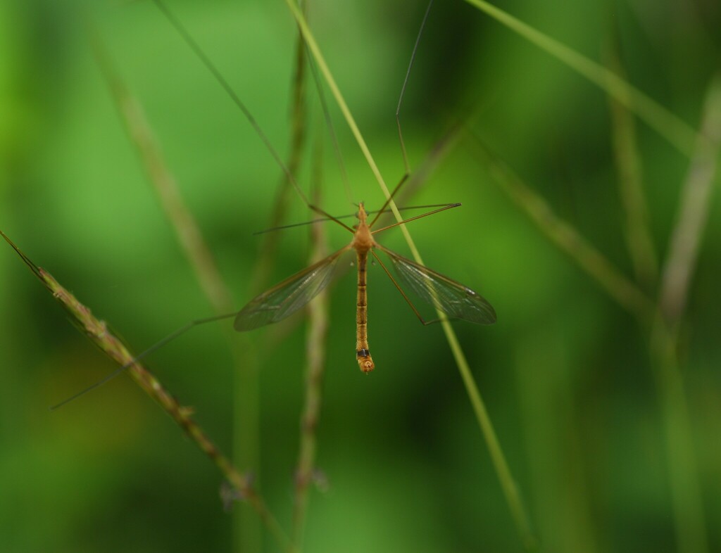 Tipulinae from Santiago Yucuyachi, Oaxaca, Mexico on September 19, 2022 ...
