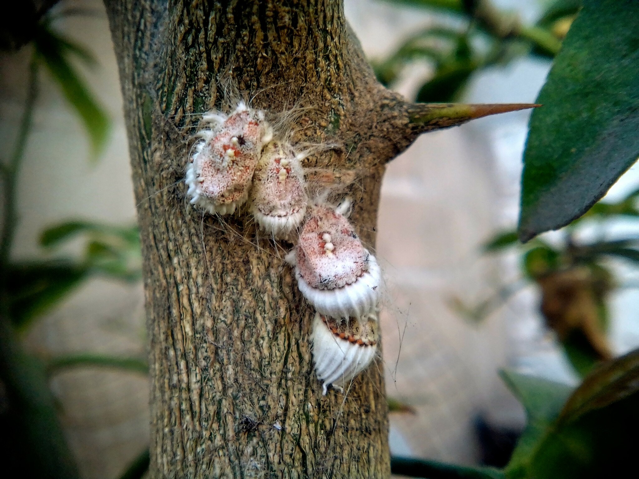 Icerya purchasi Maskell, 1879