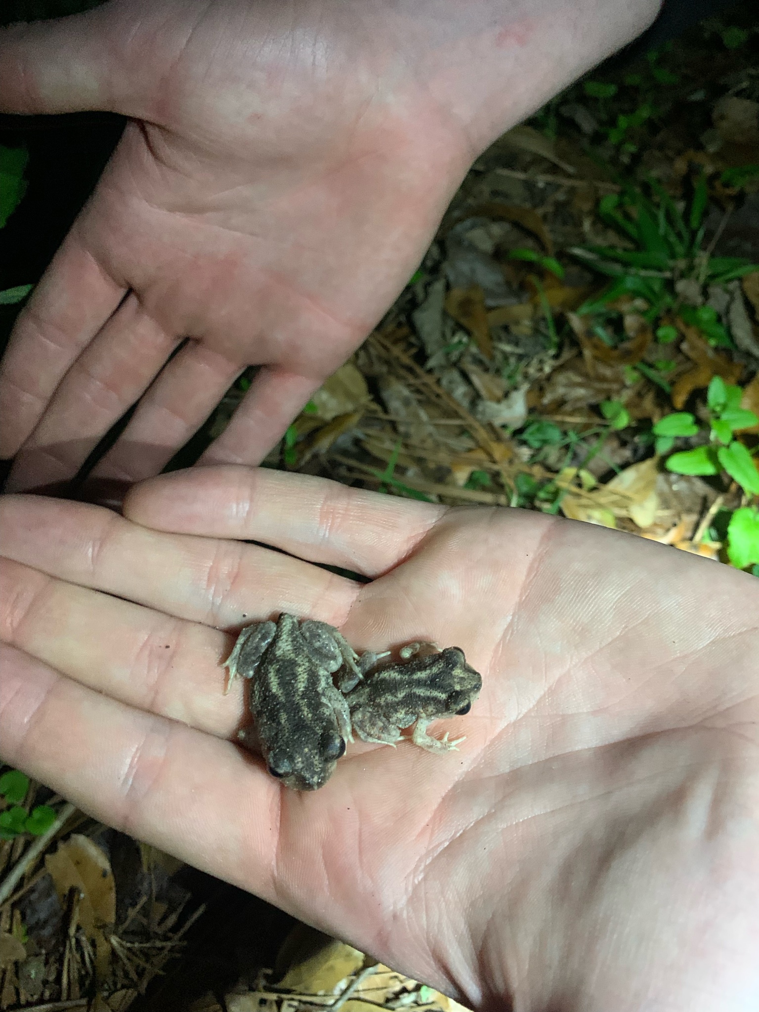 Scaphiopus holbrookii (Harlan, 1835)