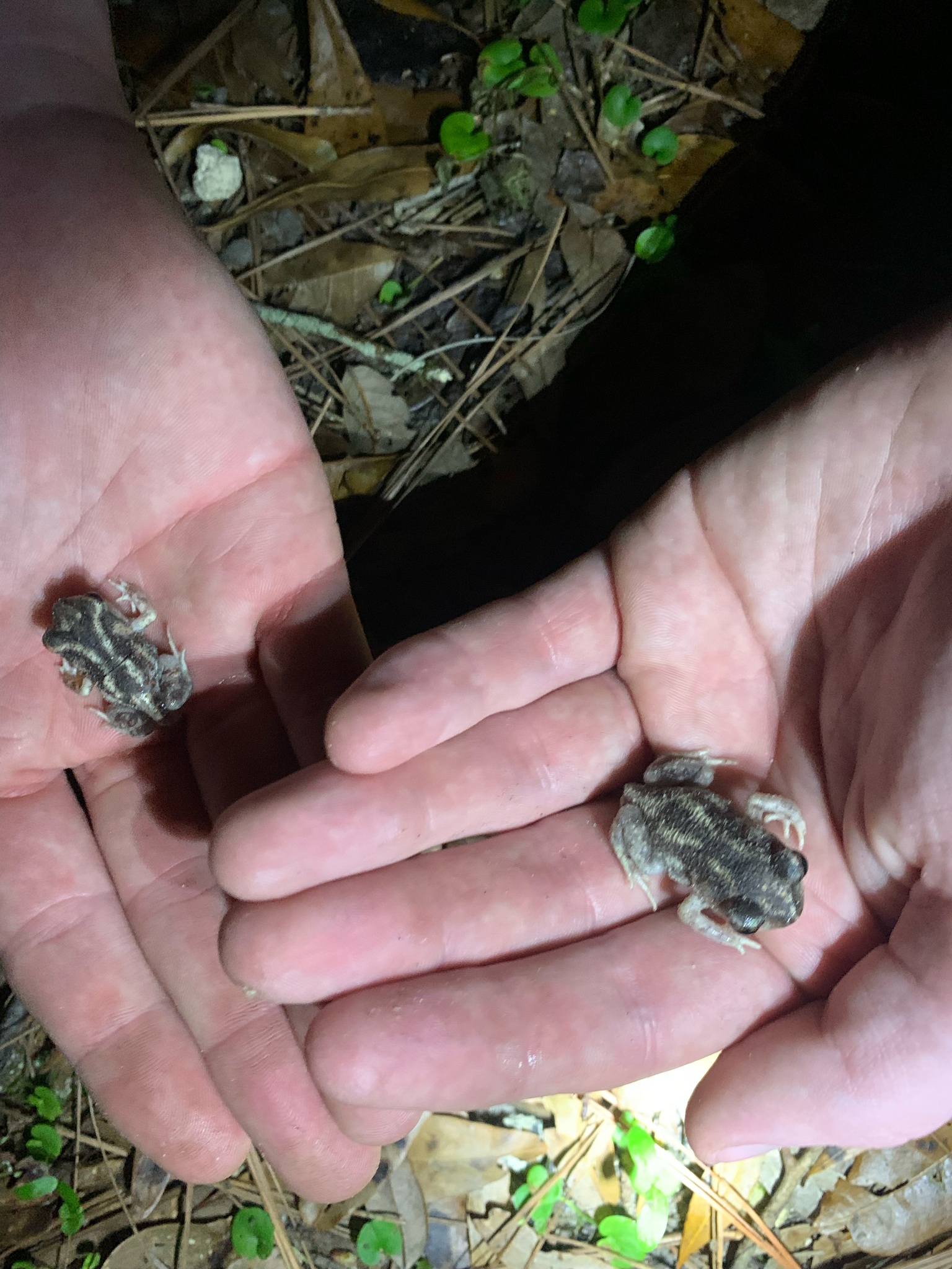Scaphiopus holbrookii (Harlan, 1835)