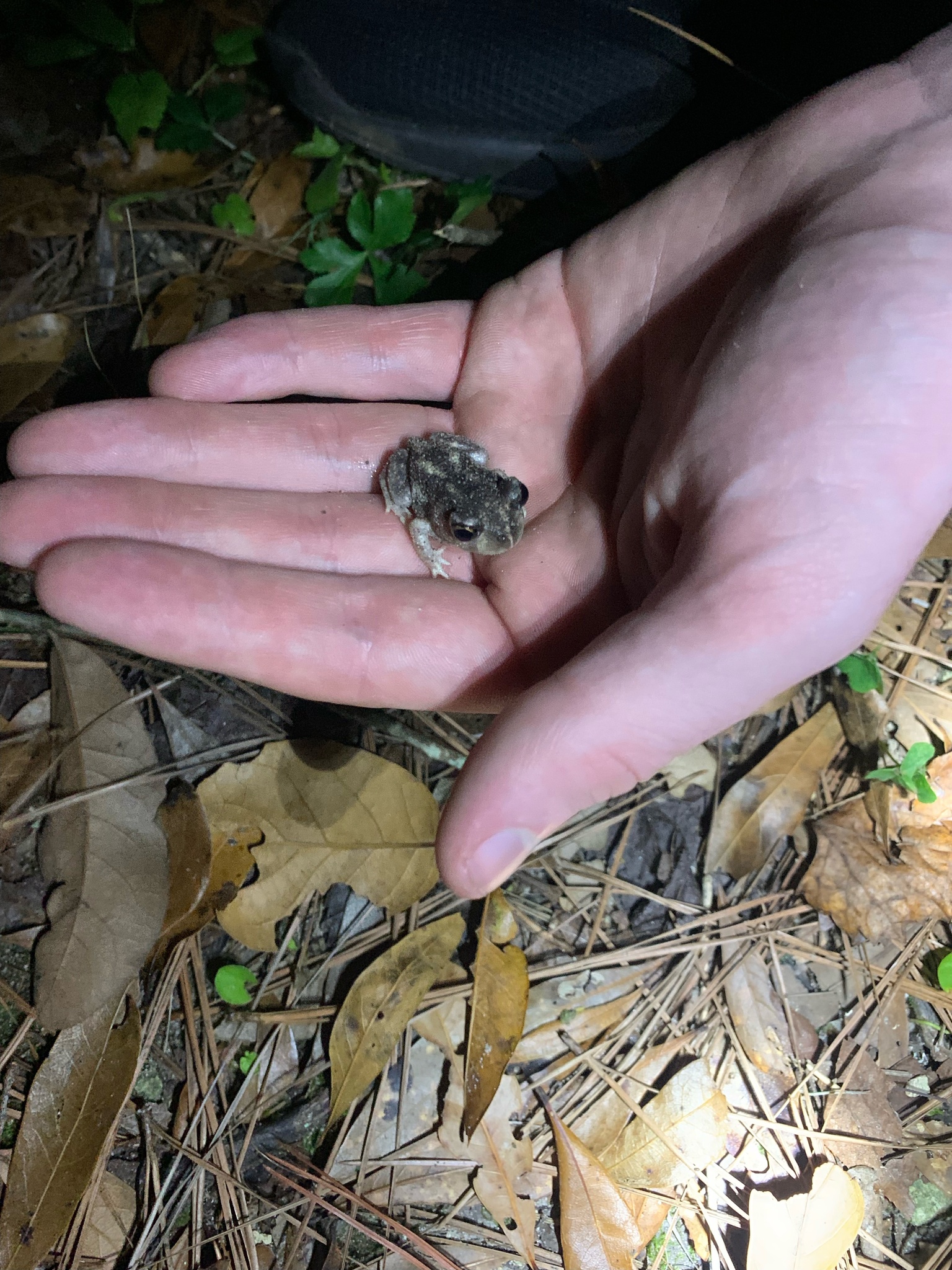 Scaphiopus holbrookii (Harlan, 1835)