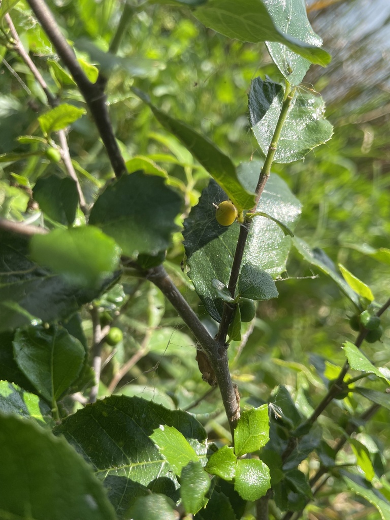 whalebone tree from Dunmore, NSW, AU on February 21, 2023 at 11:47 AM ...