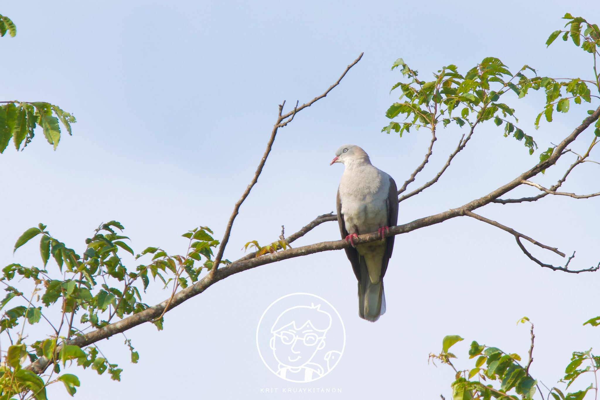 Ducula badia (Raffles, 1822)