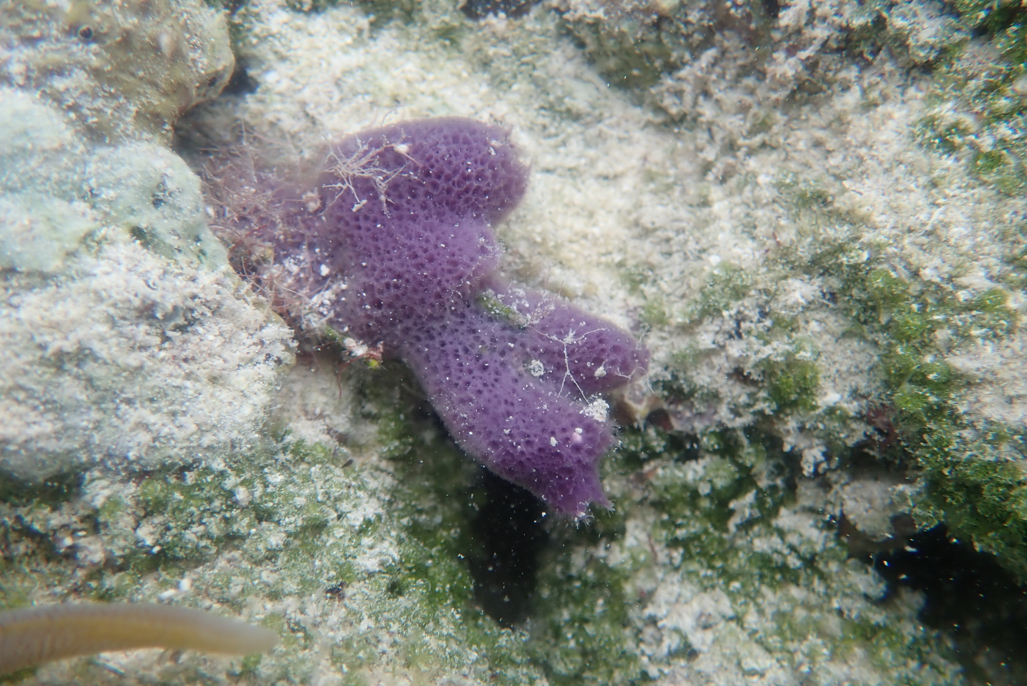 Chalinidae