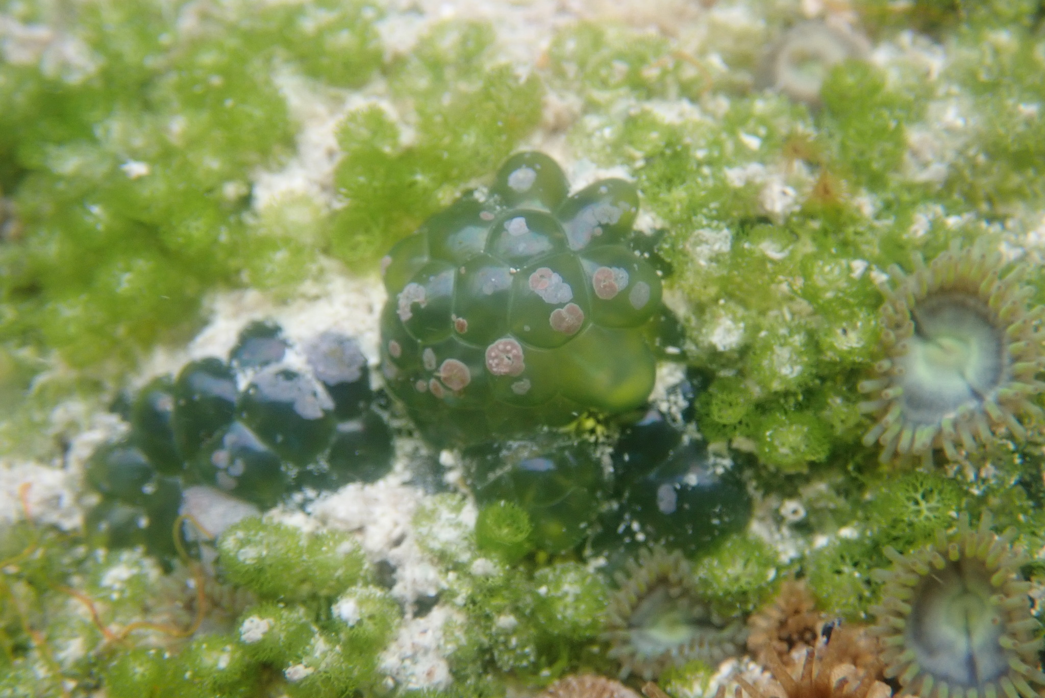 Siphonocladaceae
