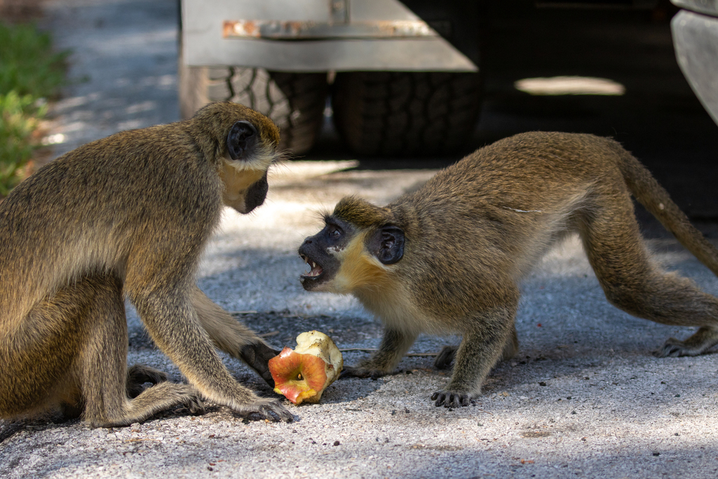 Green Monkey from Dania Beach, FL, USA on December 11, 2022 at 03:32 PM ...