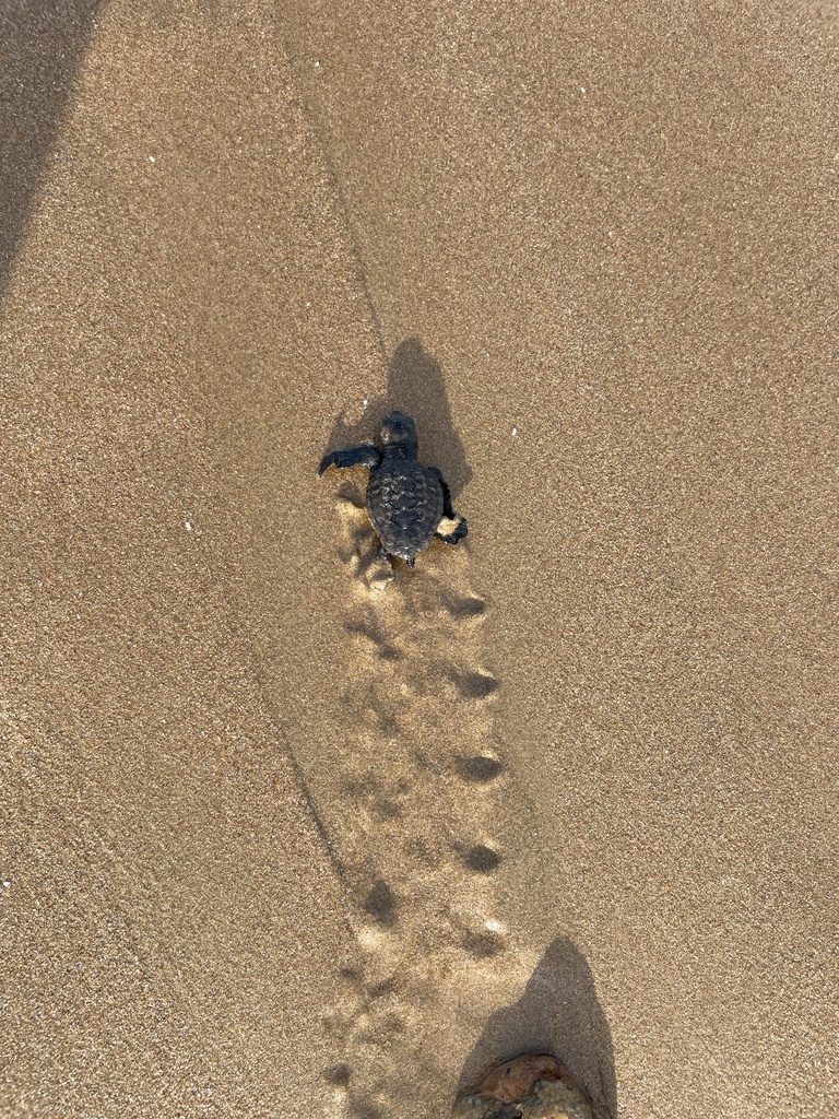 Loggerhead Sea Turtle from Coral Sea, Mon Repos, QLD, AU on January 30 ...