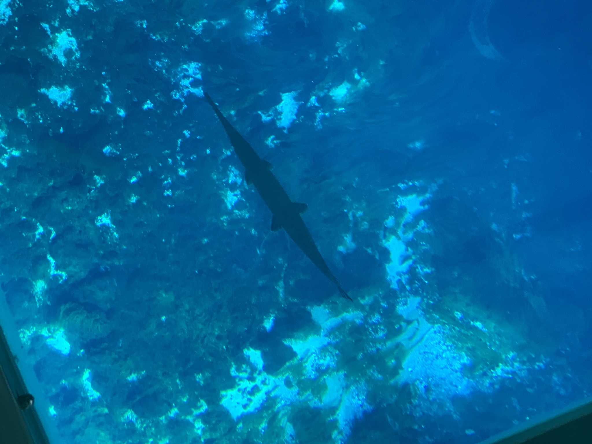 Lepisosteus osseus (Linnaeus, 1758)