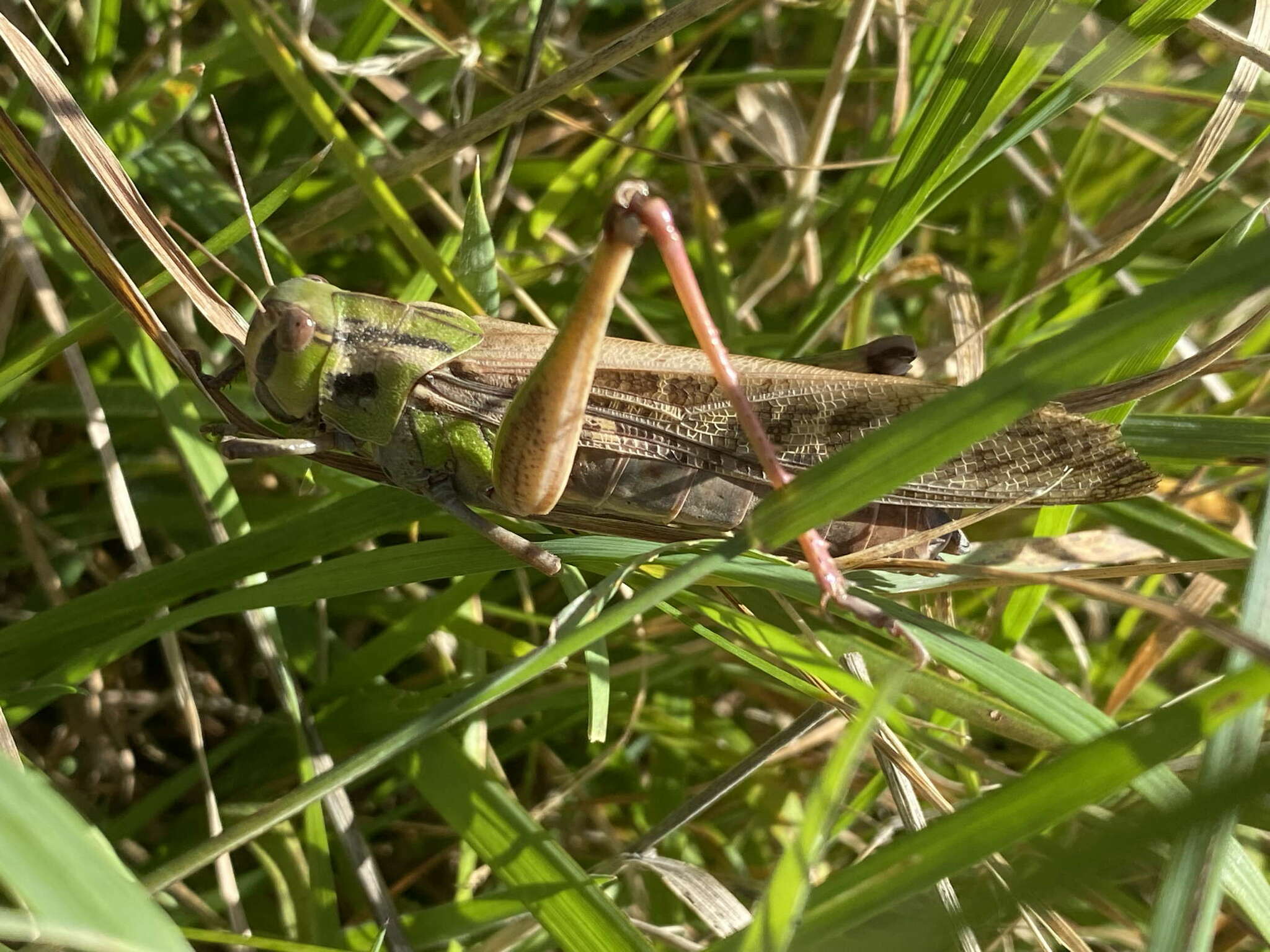 Locusta migratoria (Linnaeus, 1758)