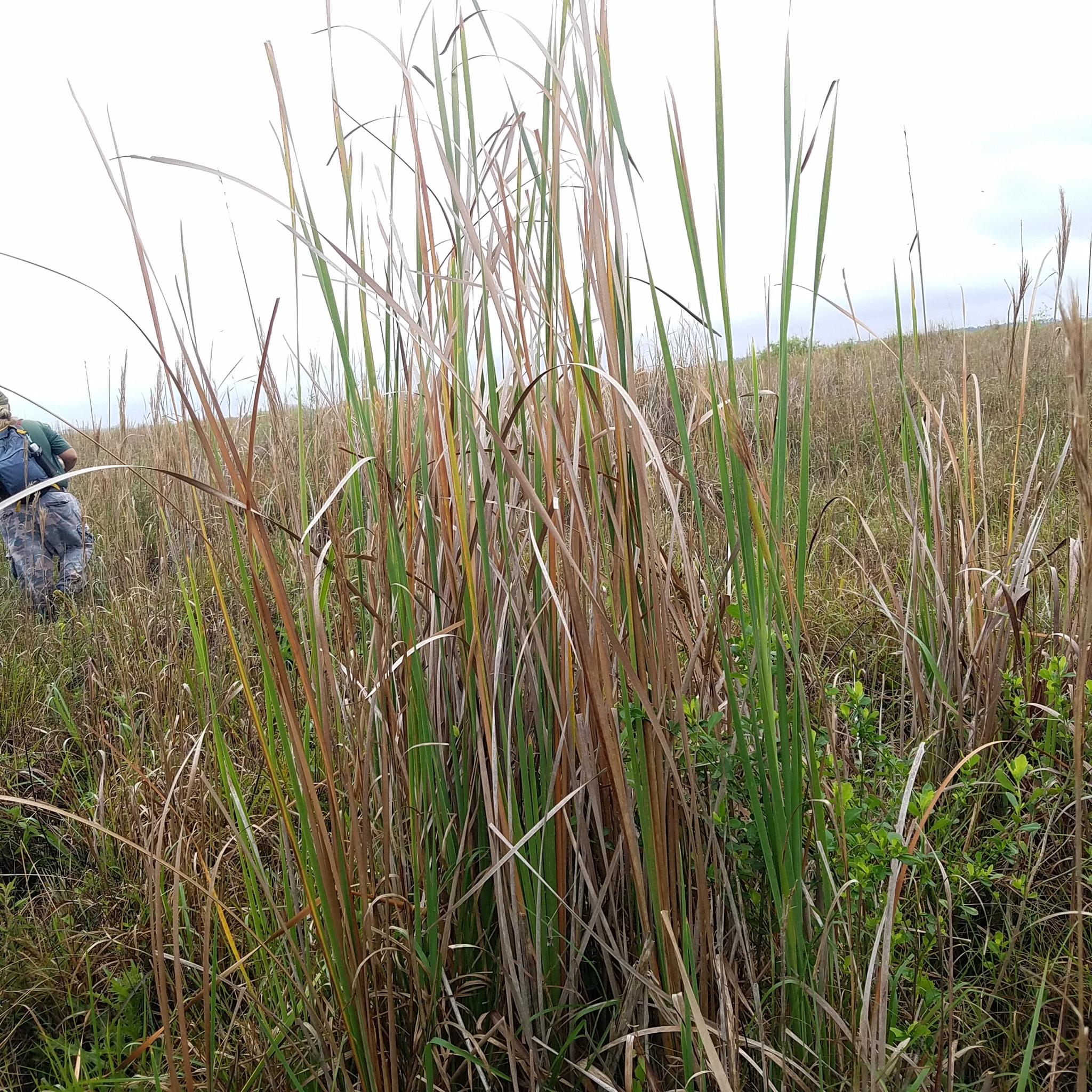 Typha domingensis Pers.