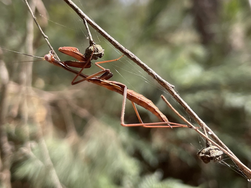 False Garden Mantis from Humphries Rd, Frankston South, VIC, AU on ...