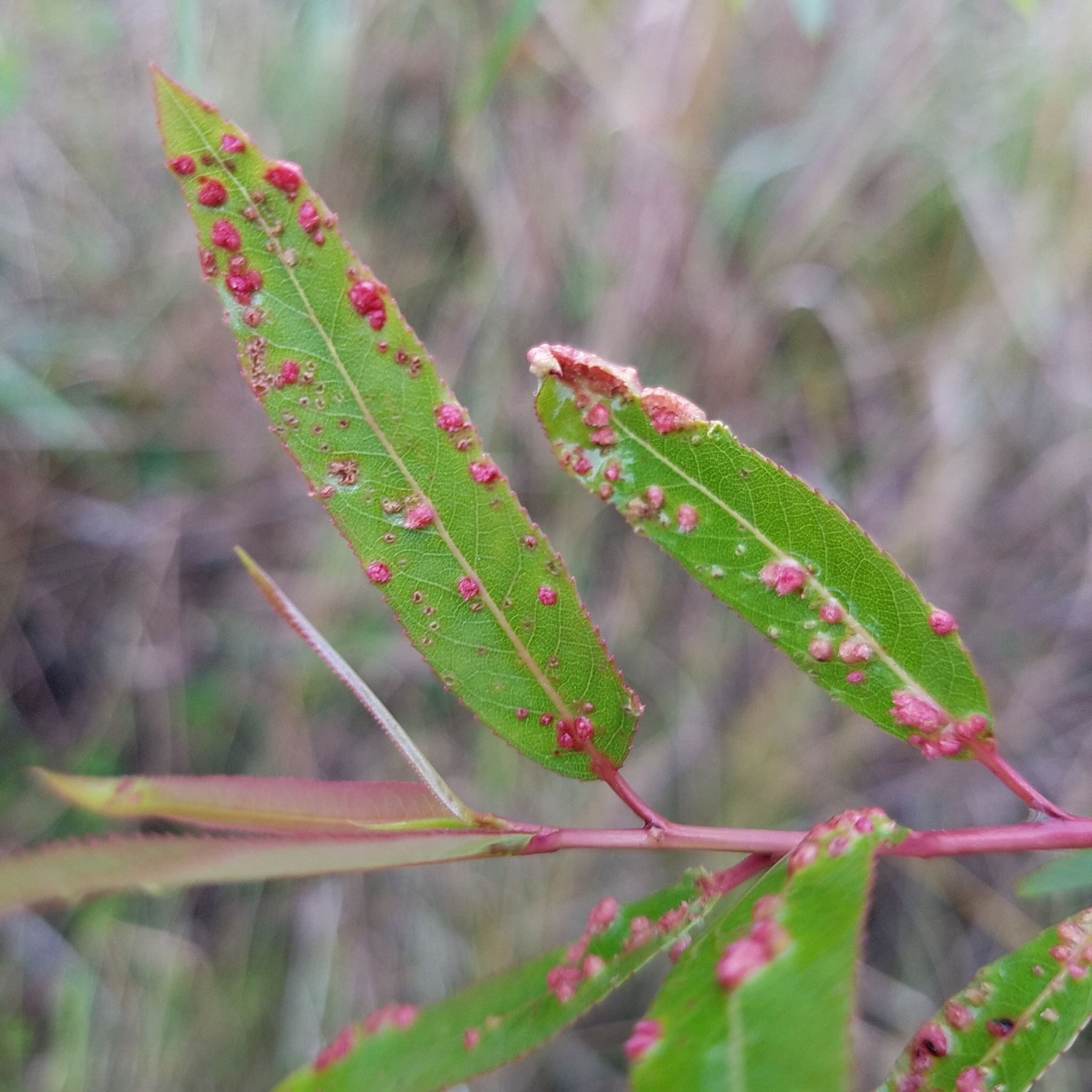 Aculus tetanothrix (Nalepa, 1889)