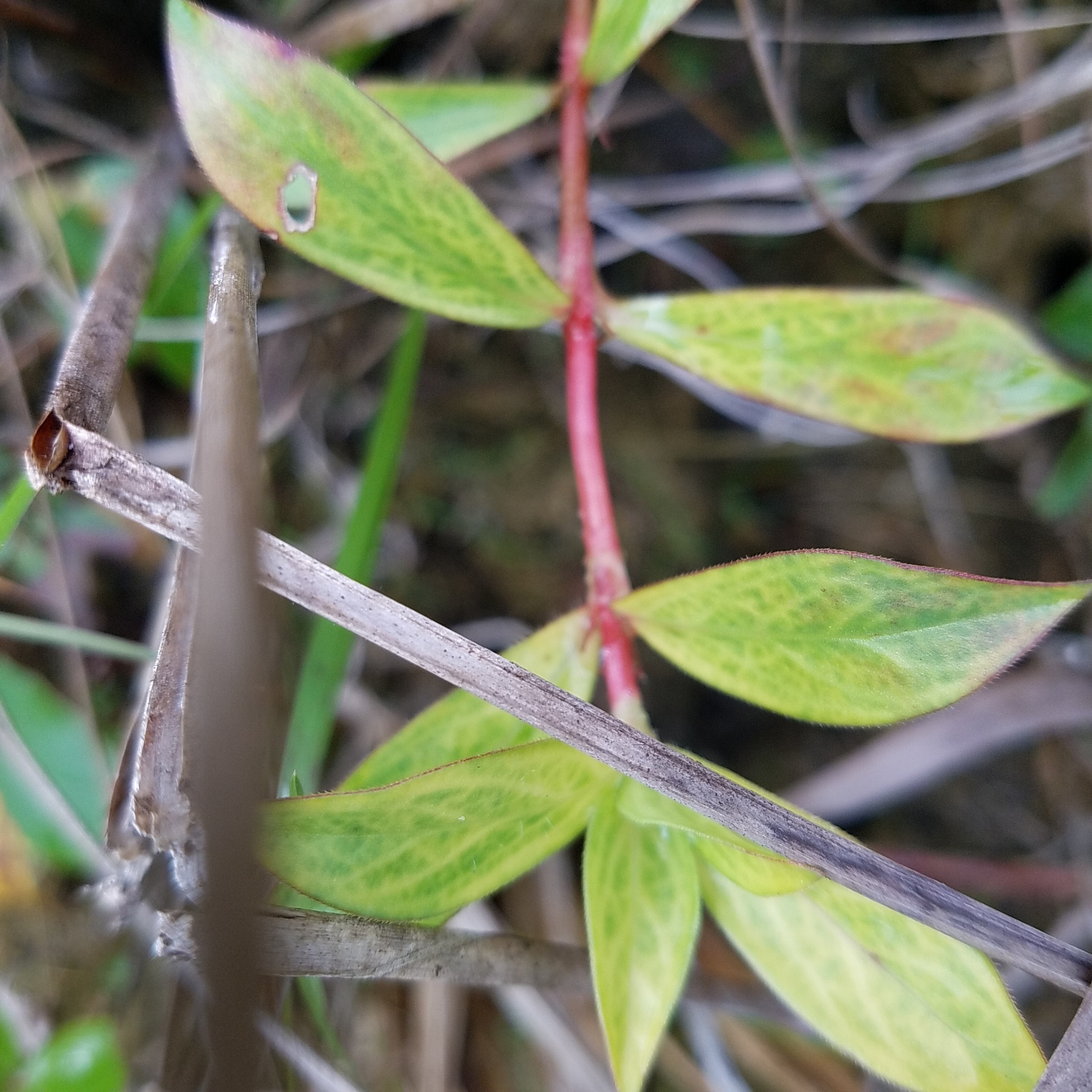 Diodia virginiana L.