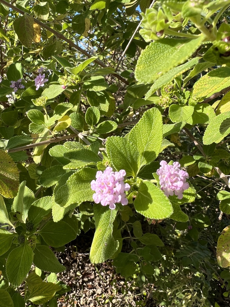 Button Sage from Trunk Bay, Central, United States Virgin Islands, US ...