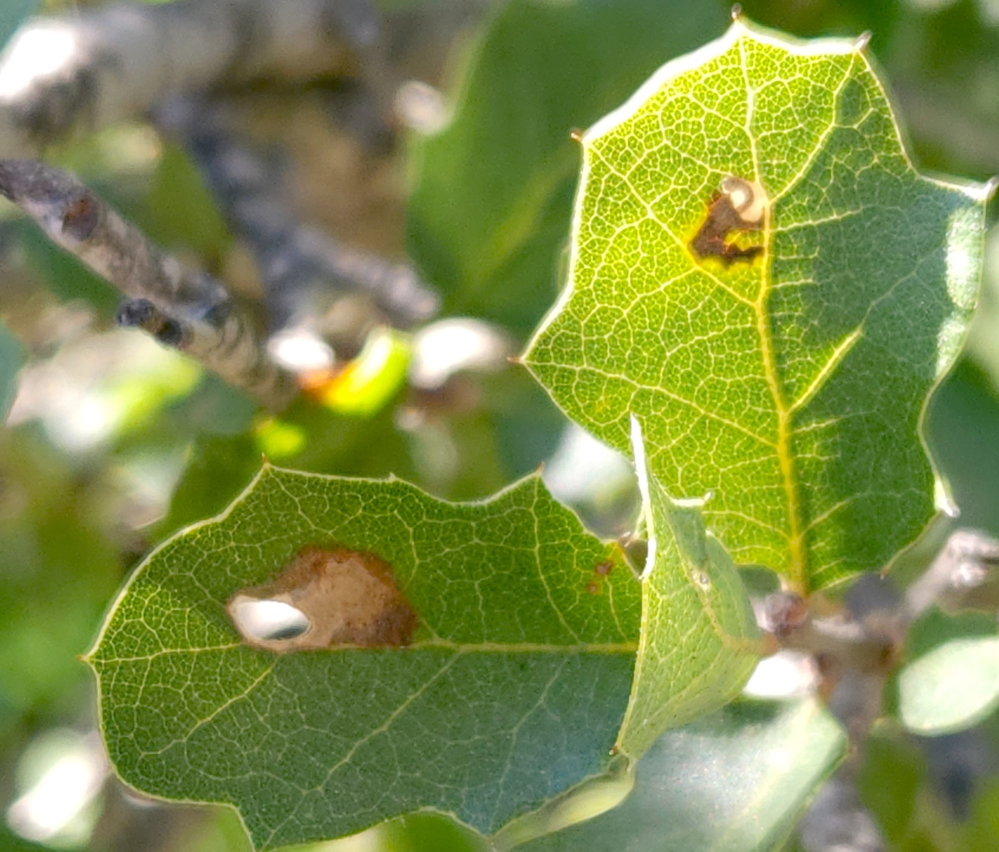 Heliozelidae