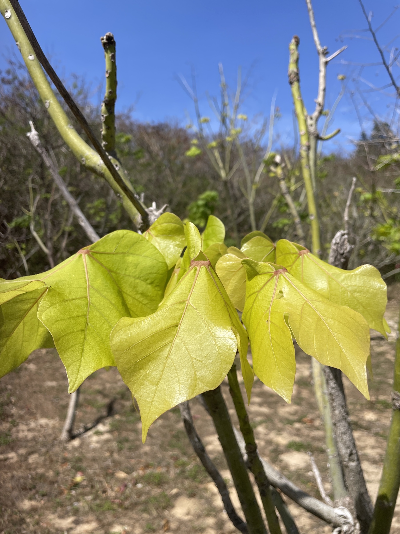 Firmiana simplex (L.) W.Wight