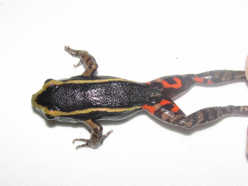 Painted Antnest Frog (Anfibios de (Amphibians of) San Juan de Arama ...