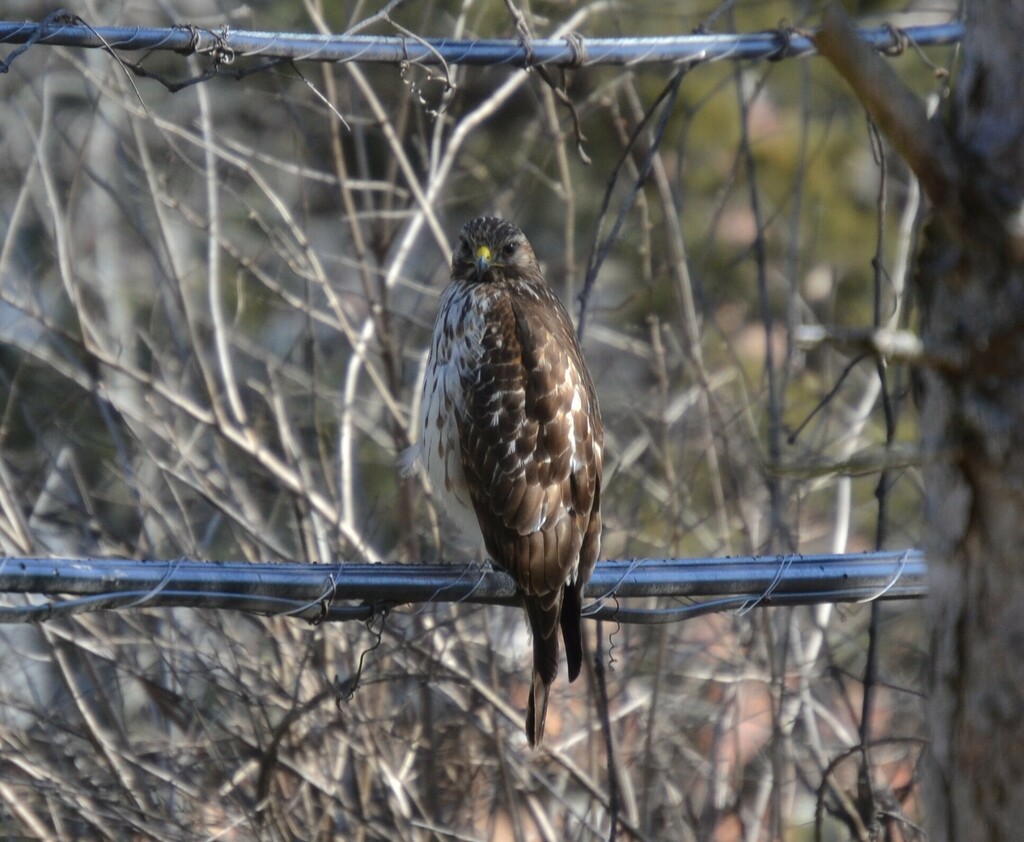 Red-shouldered Hawk from 7229 Clayton Rd, St. Louis, MO 63105, USA on ...