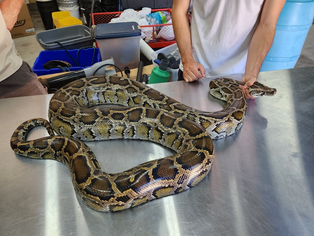 Burmese Python from North Key Largo, FL 33037, USA on February 18, 2023 ...