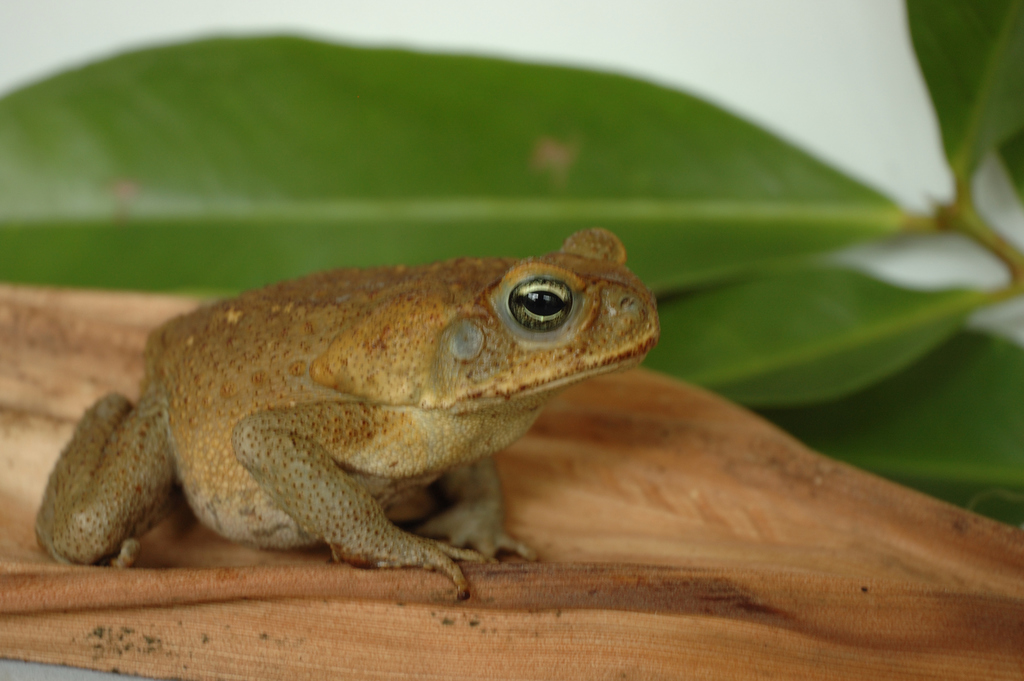 Cane Toad (Anfibios de (Amphibians of) San Juan de Arama, Meta ...